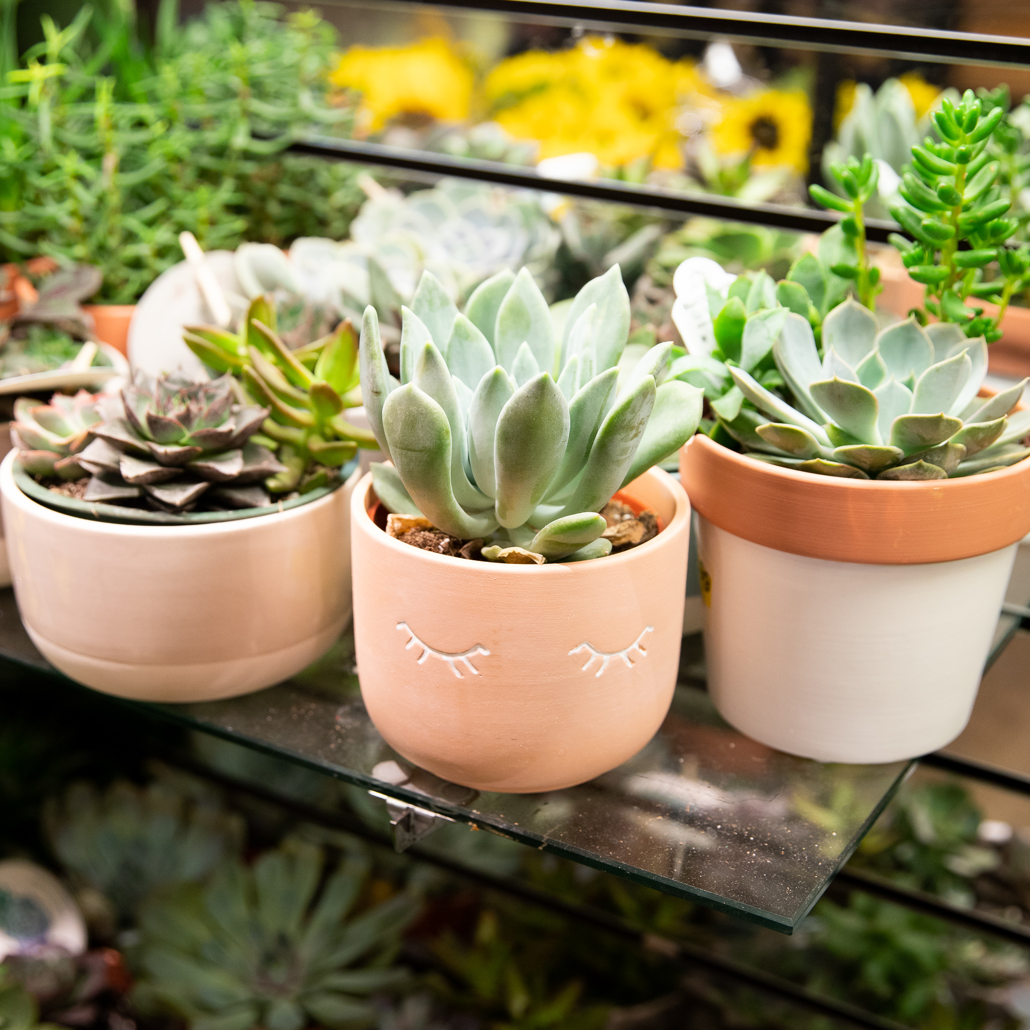 Floral - Fresh Flowers & Plants Stater Bros. Markets